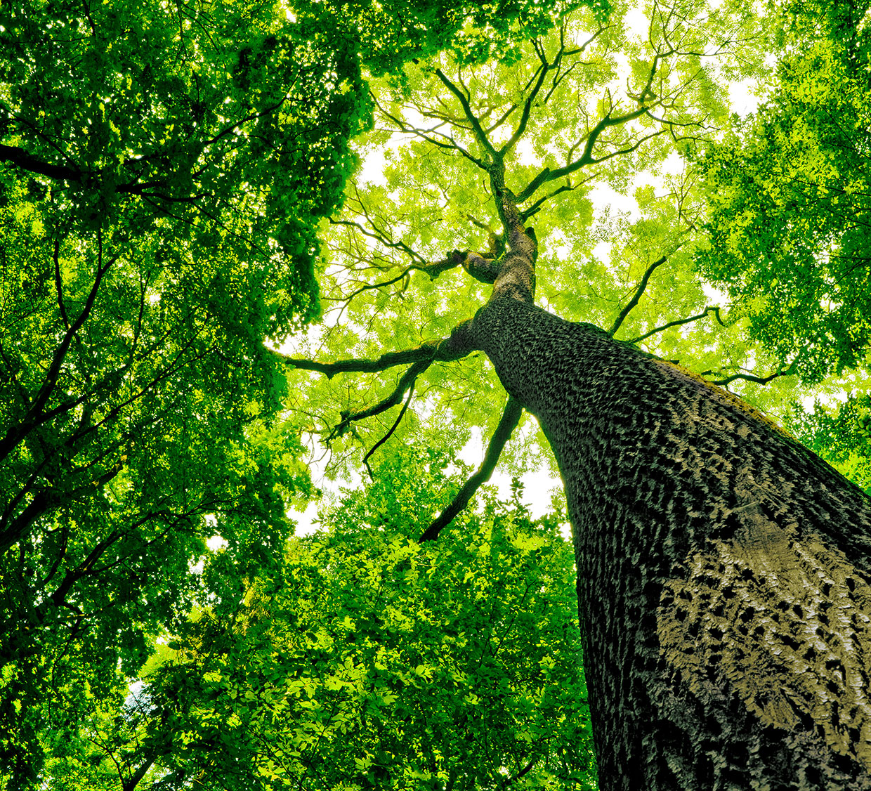 A Greener Clean | Tennant Blog